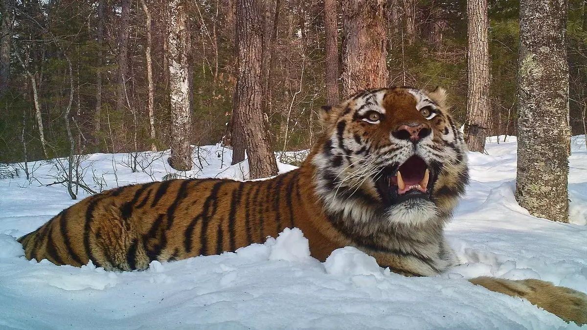 Pošíři v Primorye zabil Amur Tiger. To je jeden z nejvýznamnějších predátorů planety.