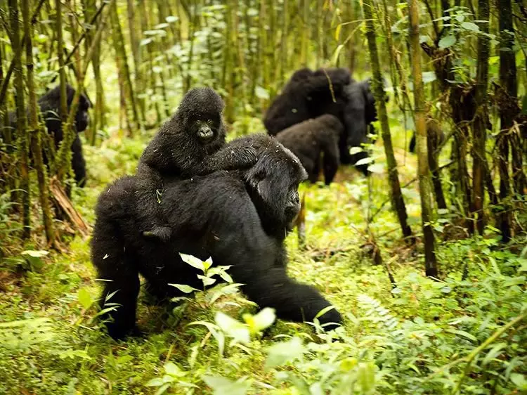 Villám megölte Rare Gorillas-t Uganda Parkban