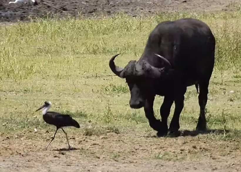 Buffalo Chases Burung: Video