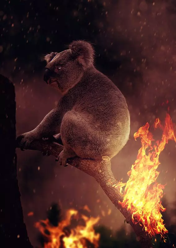 113 animal species are under threat of disappearance due to fires in Australia