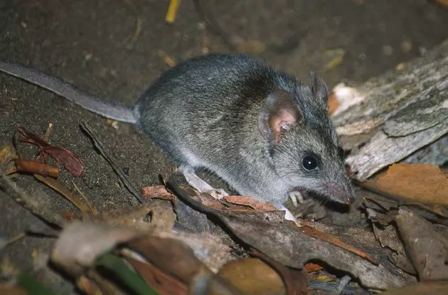 Aitken Mouse .jpg