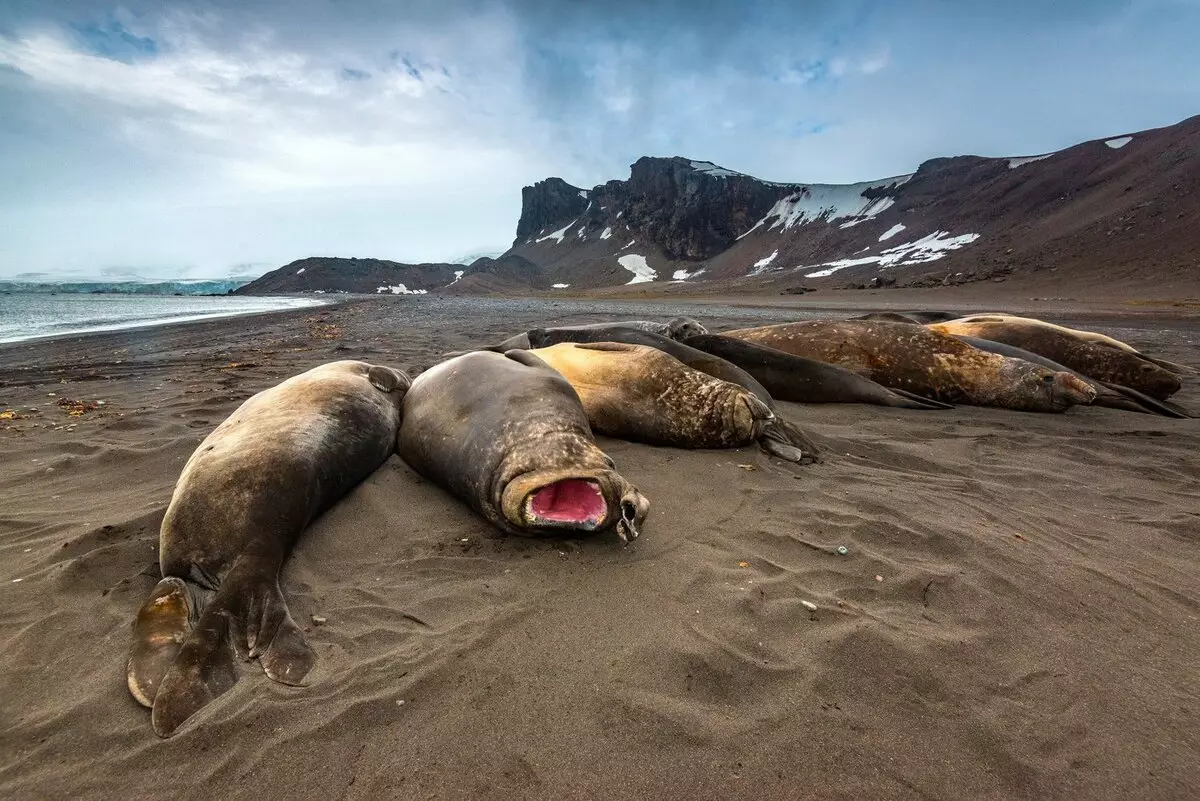 Southern Elephants, Livingston Island, South Shetland Islands, Antarctica