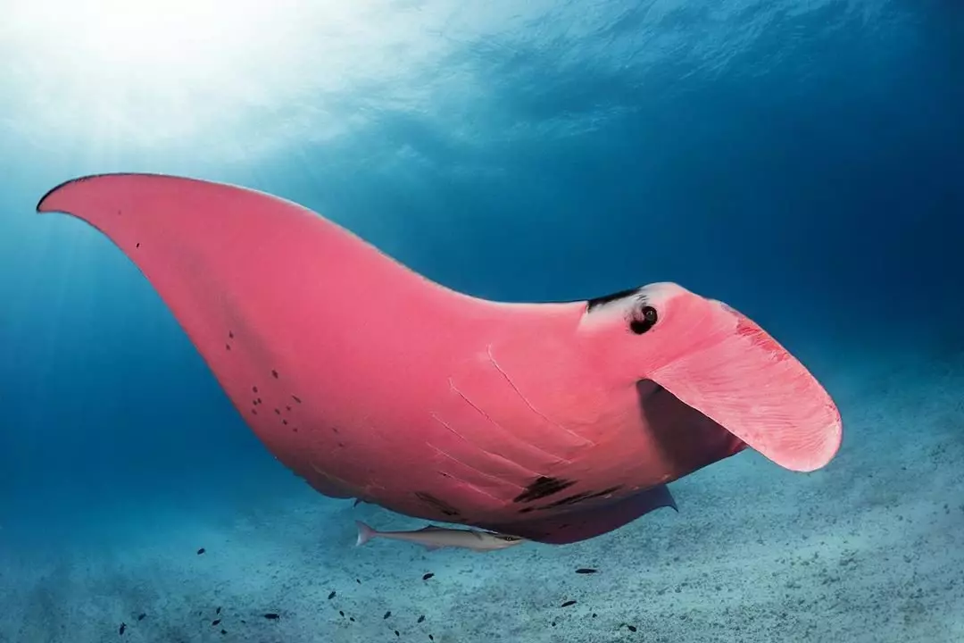 Giant Pink Sea Devil i Australia: Video