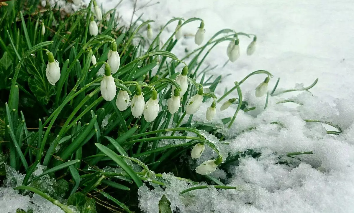 spring mimiti datang ka Moskwa