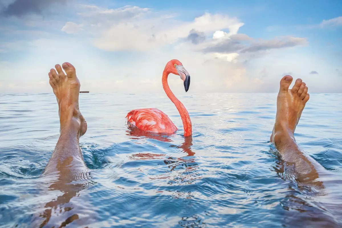 Flamingo Bob: Syèk Limyè ak Senbòl nan Nature Center, Pwoteksyon