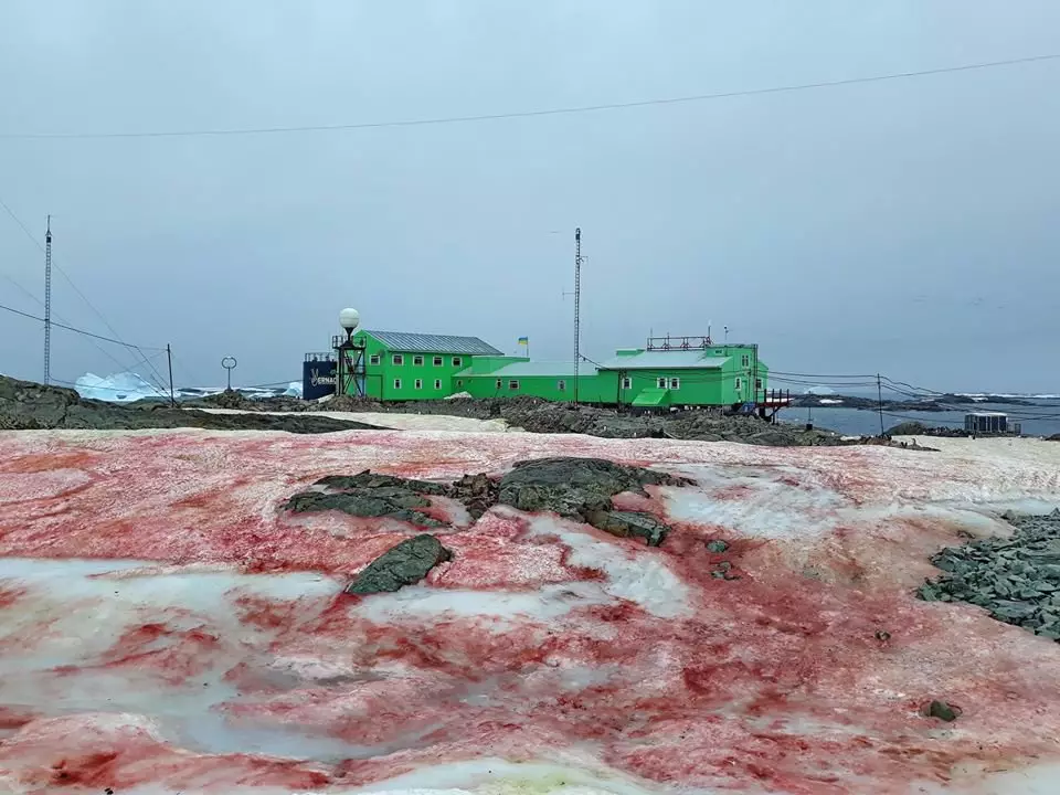 Salju abang ing stasiun antarctik - tandha pemanasan ala: foto