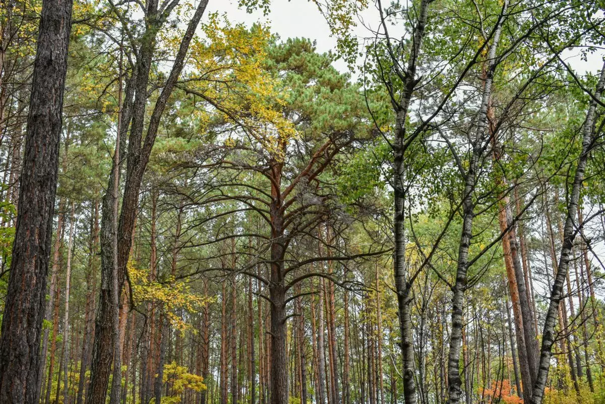 V oblasti Amur se objevil nový přírodní park Zeysky