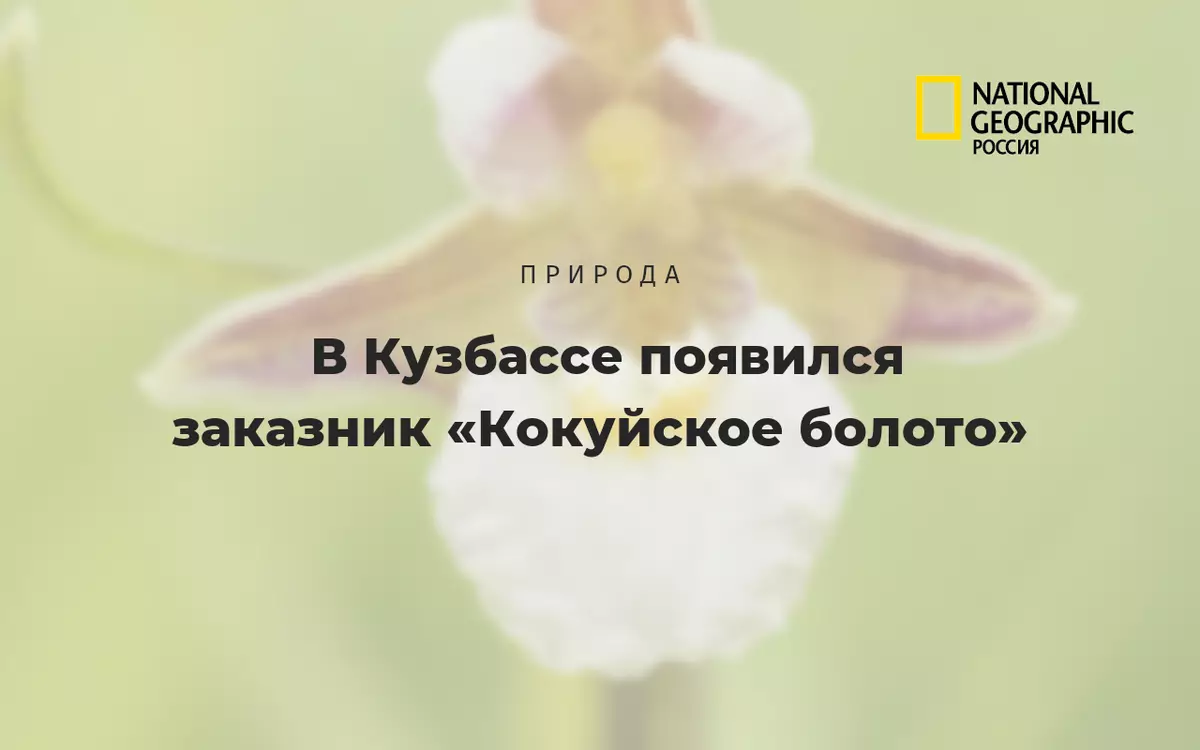 Skuiling vir 'n seldsame flora: die reservaat "Kokuyskoy moeras" verskyn in Kuzbass