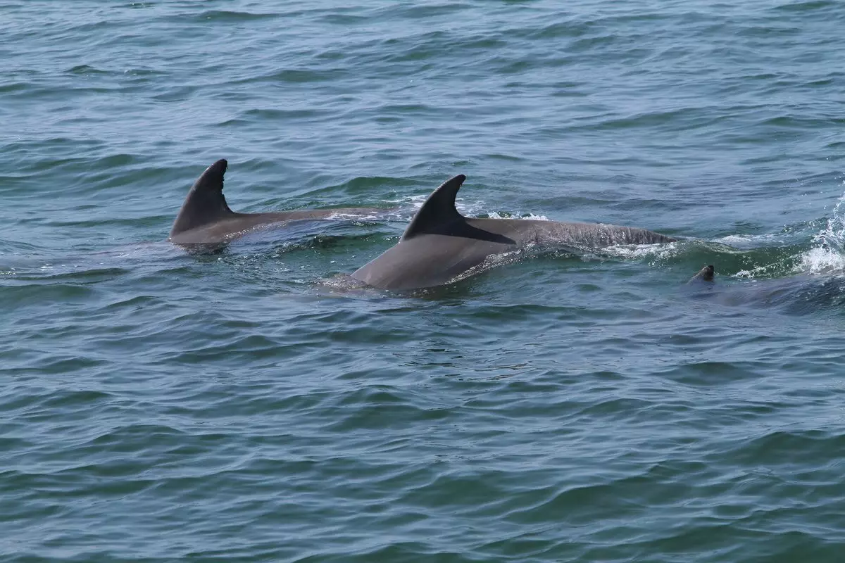 The population of dolphins in the Indian Ocean decreased by 80% in 70 years