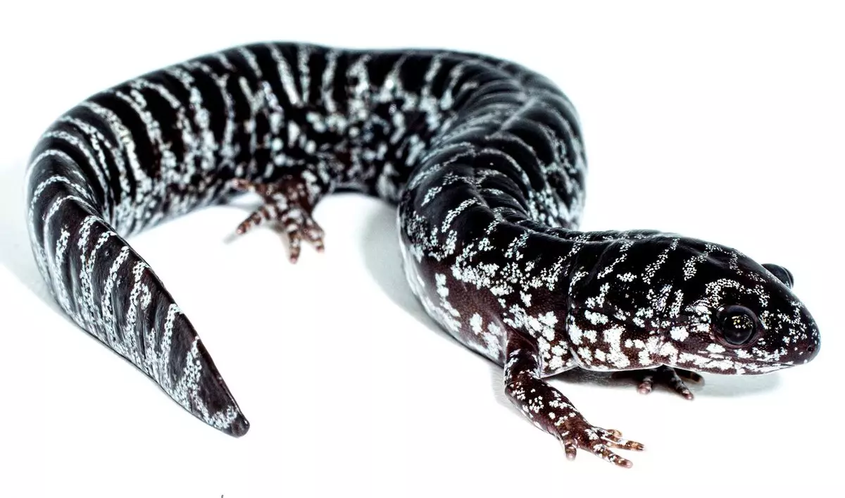 Salamander ທີ່ຫາຍາກທີ່ສຸດທີ່ໄດ້ຮັບການຄຸ້ມຄອງເພື່ອເຮັດໃຫ້ການເປັນຊະເລີຍ