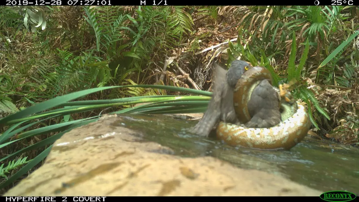 Python sakrio u vodi ulova haastle