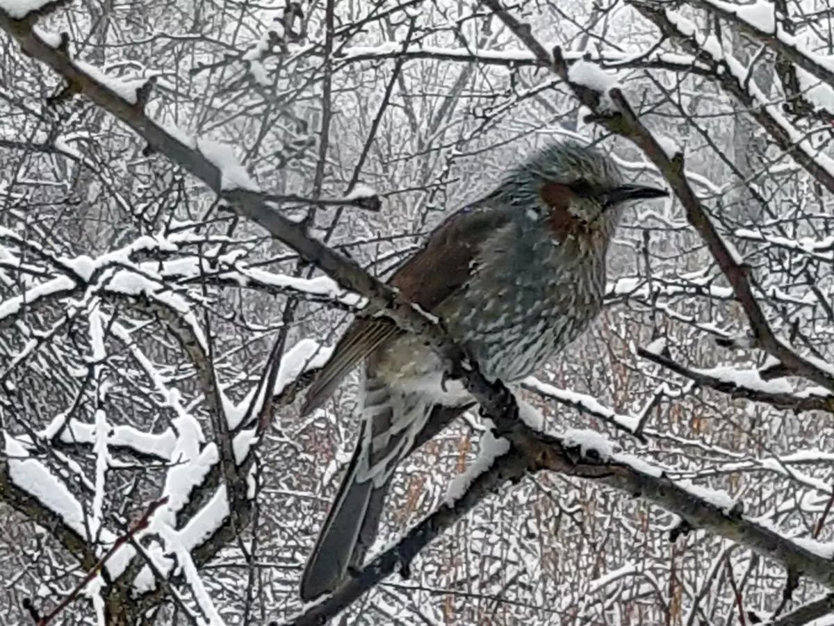 Ryzheuhy bulbul je viđen u Pomorskom regiji, iako nije čekao