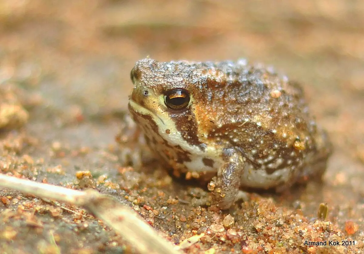 Narkote Afrika: Katak paling cemberut