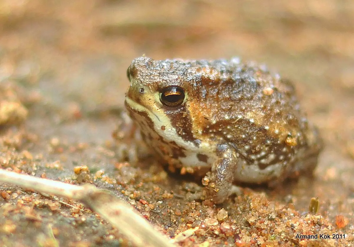 आफ्रिकन narcotes: सर्वात sulen frogs