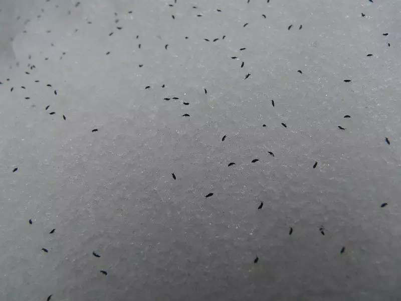 Snow Fleas yakawira muBashkiria: Vhidhiyo