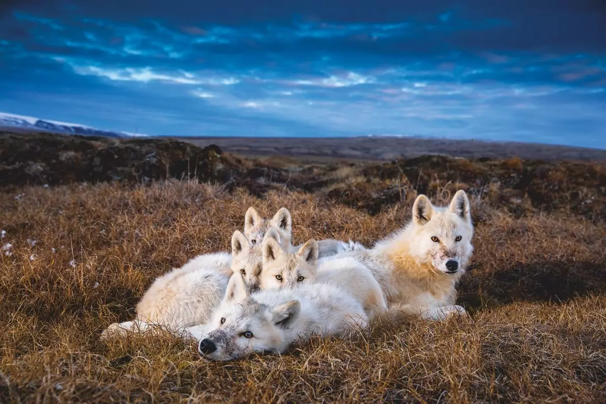 Polar Wolves: Extreme Arctic