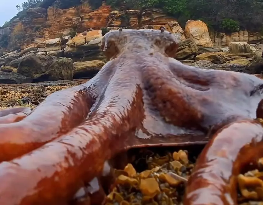 Octopus teka garing kanggo nggoleki panganan: Video