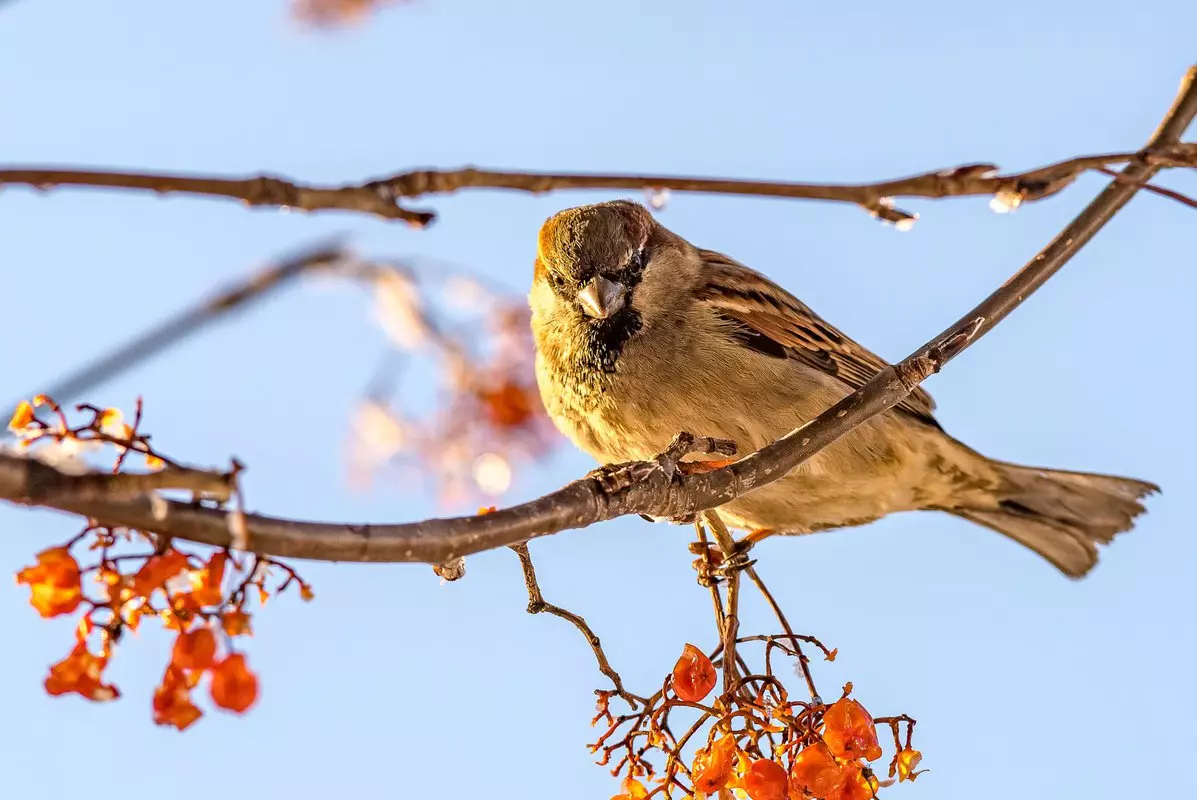 20 มีนาคม - วัน Sparrow นานาชาติ