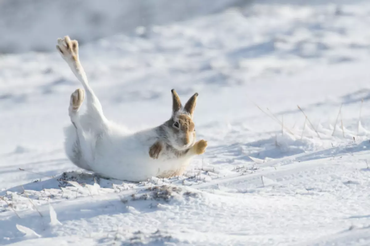 145.-Kate-Macrae-Mountain-Hare-2-Mouth2020-Small-768x512.png