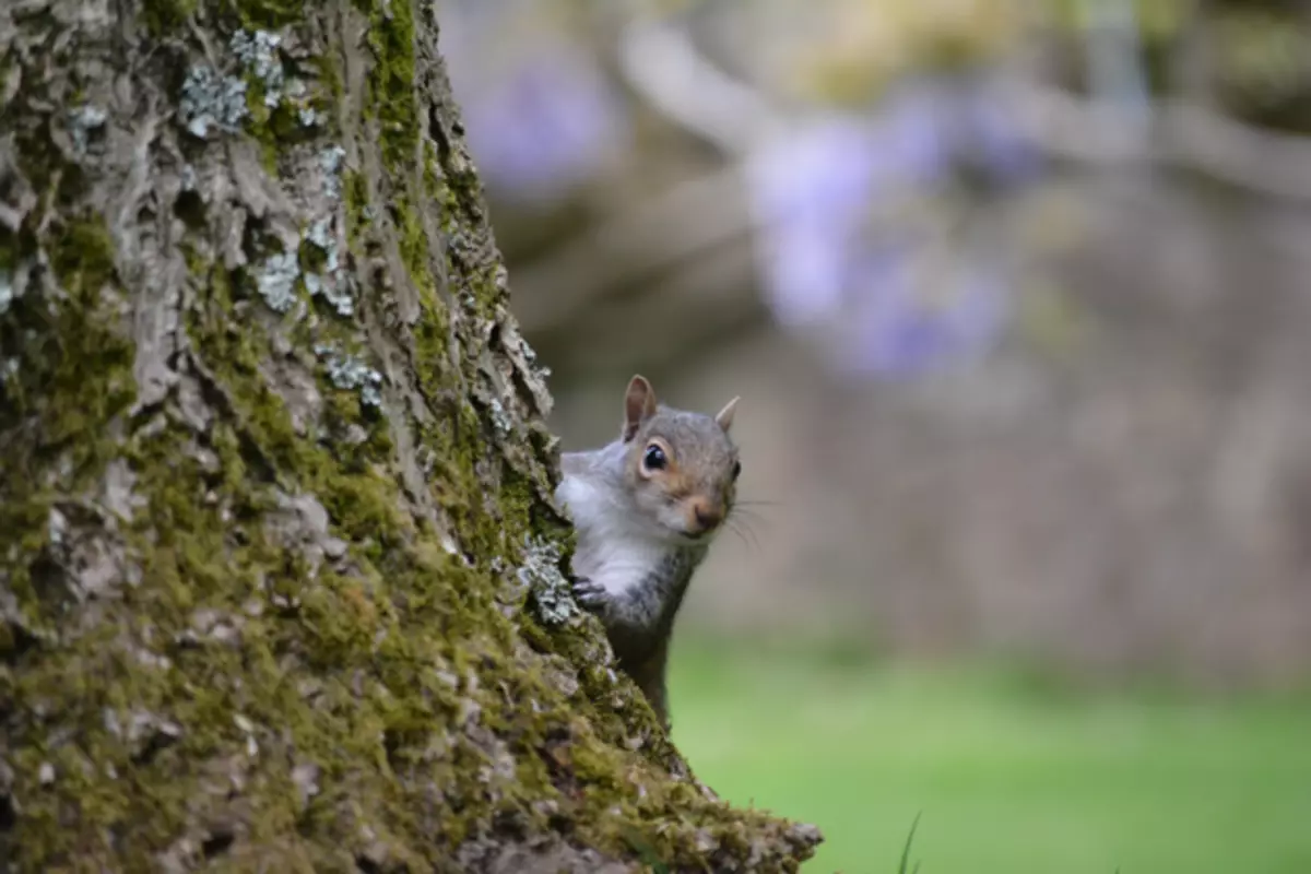 173.-Dylan-Jenkins-Gray-Squirel-Peeking-Mpoy2020-14yrs-and-und-small-768x512.png