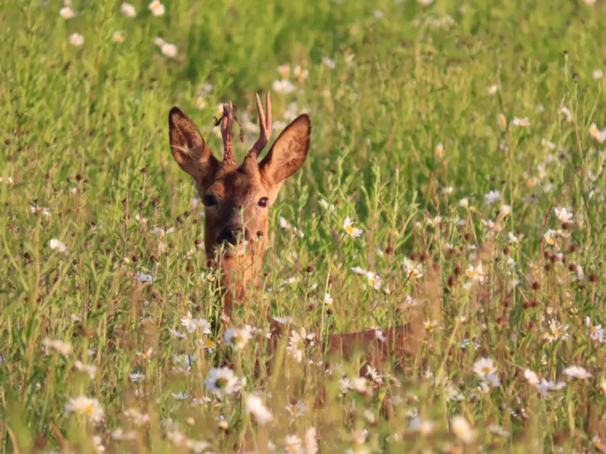 217.-Alex-White-Summer-Meadow-Deer-Mpoy2020-Small-16-18-YRS-768x576.png