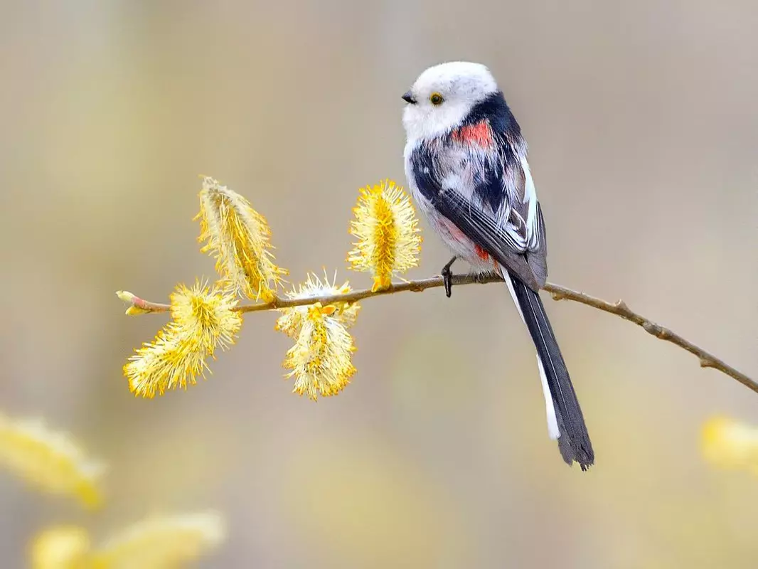 In Russia, the coming warm spring and summer