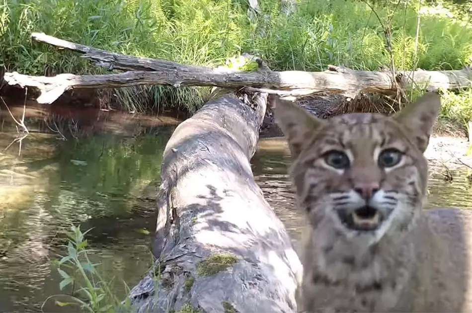 Beasts går genom strömmen på bron från loggen: Video