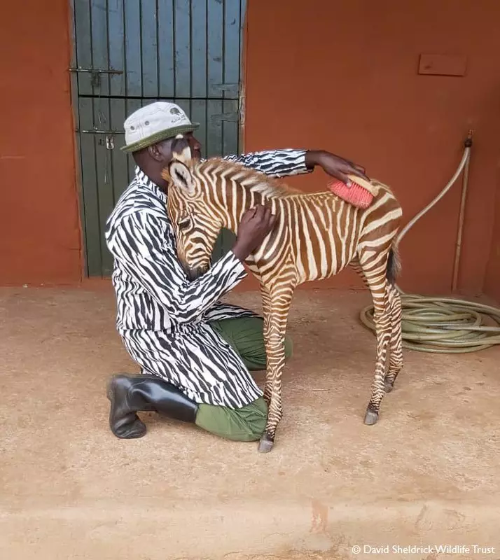 Nounou rayé: comment le zèbre orphelin est sauvé