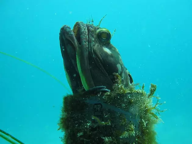 799px-sarcastic_fringehead_in_plastic_tube.jpg.