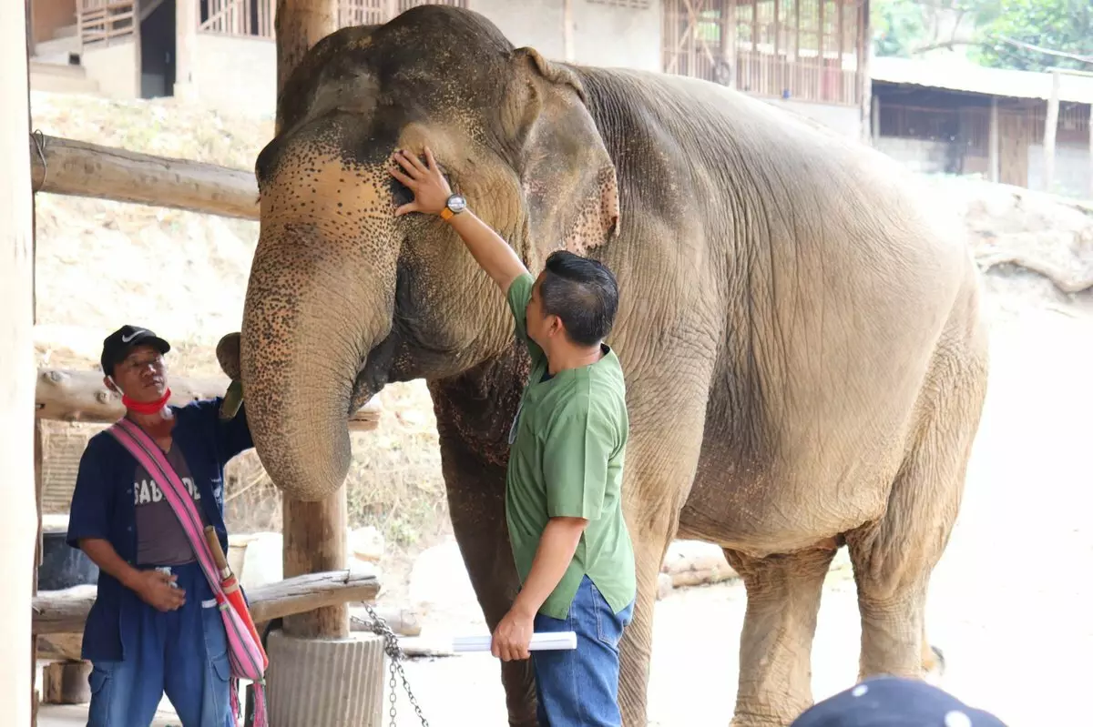 කොරොණවිරස් නිසා තායිලන්තයේ, අලි සූරාකෑම නැවැත්වීය