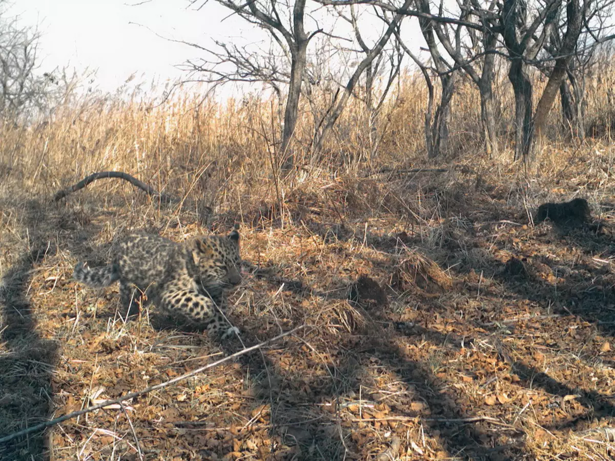 Kucing Kucing Leopard mlayu saka geni: Video langka