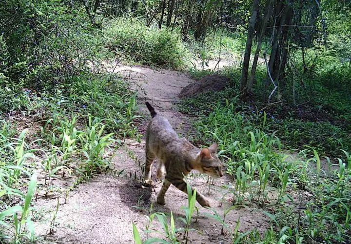 Die raaisel van die "Feline Diaspora" in Madagaskar