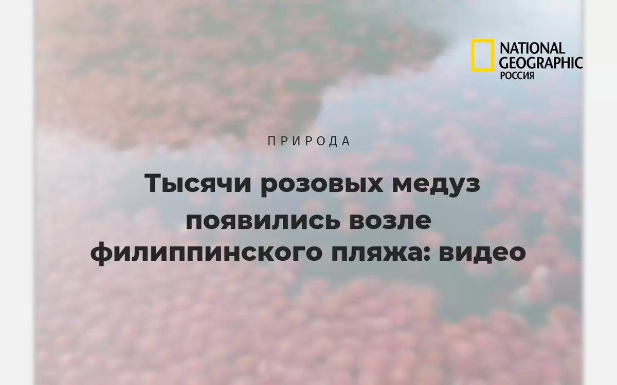 Хиляди розови медузи се появиха в близост до плажа на Филипините: видео