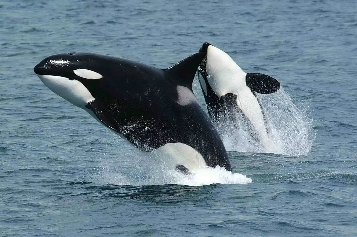 1083px-Killerwhales_jumping.jpg