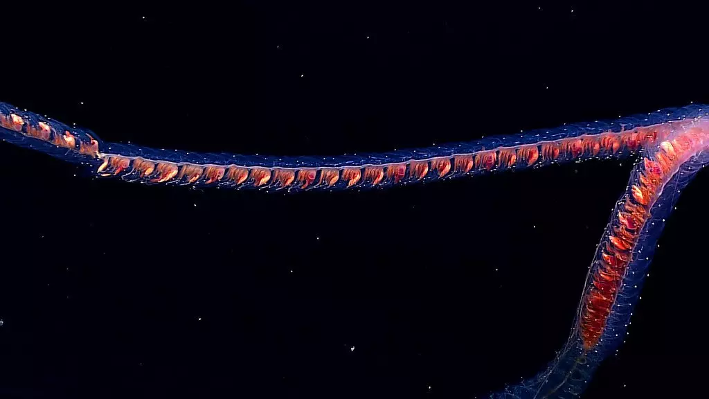 ພັນໆຂອງ Siphonophore ສ້າງເປັນສິ່ງທີ່ມີຄວາມຍາວ 47 ແມັດຍາວ: ວິດີໂອ