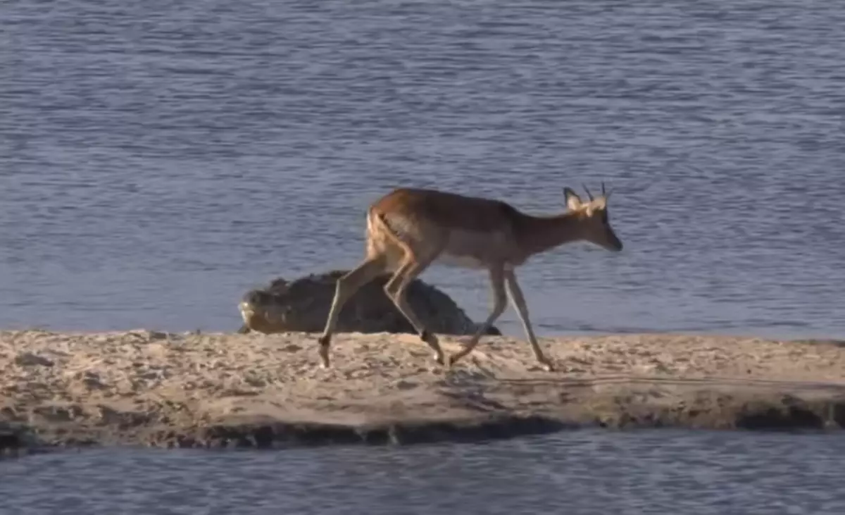 Impala is trying to escape directly from the hippo and crocodile: Video