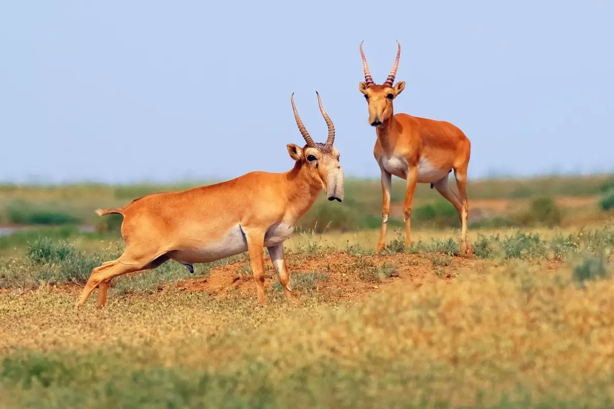 Sayigakov los ntawm huab cua kev txiav txim siab: saib xyuas liab-yug antelope