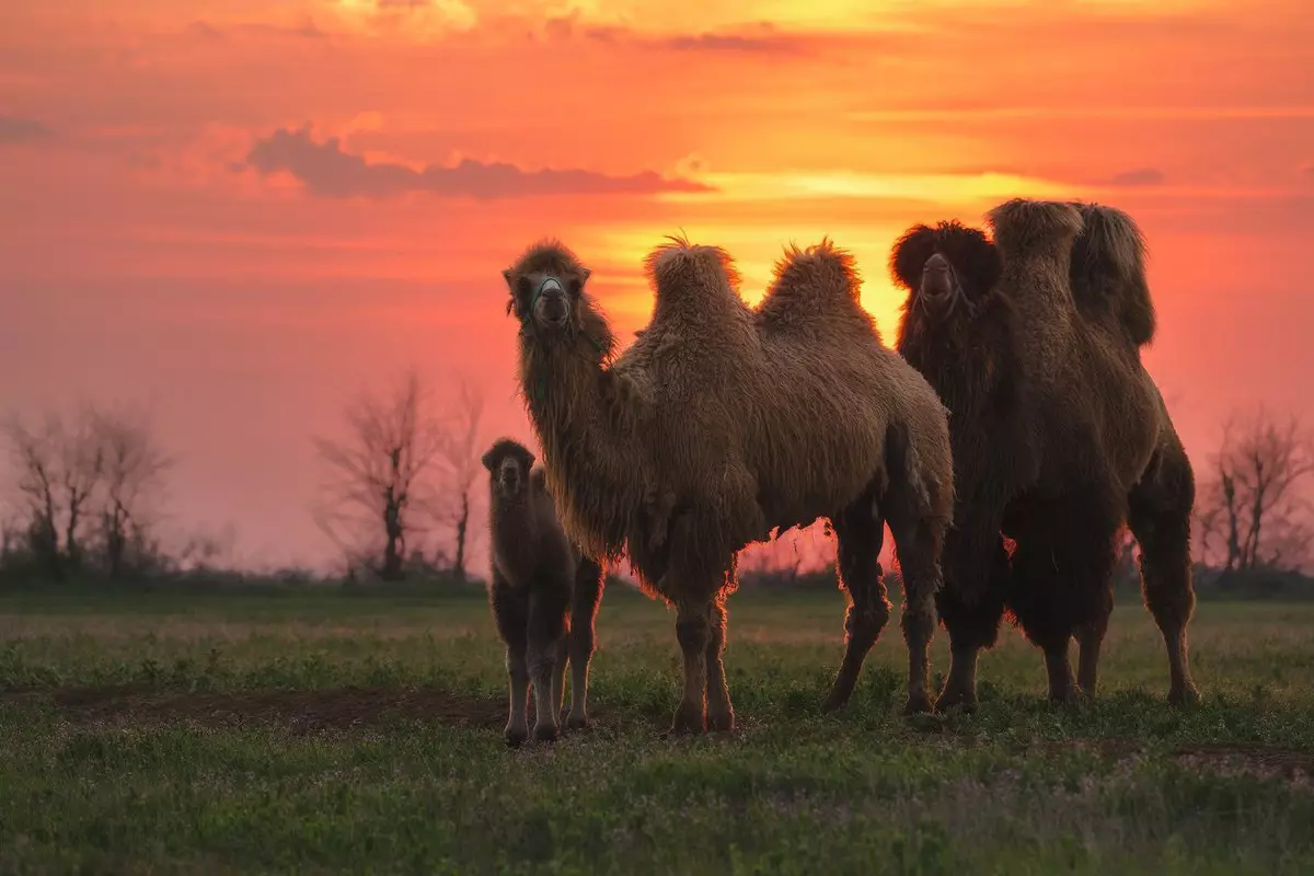 Tempesta e tempesta nello zoo di Mosca: due cammelli apparvero sulla luce