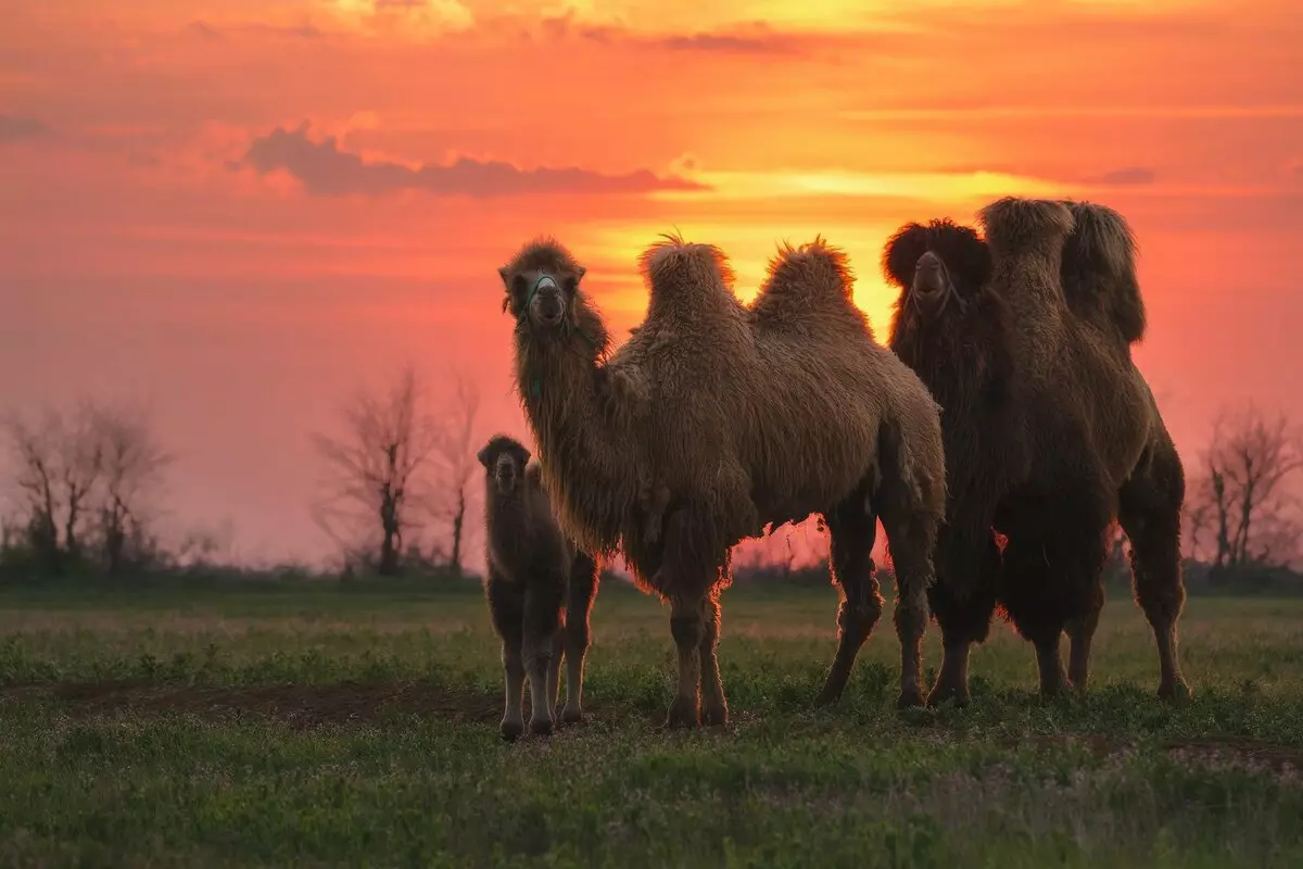 Camels Alexey Rupotov.jpg.