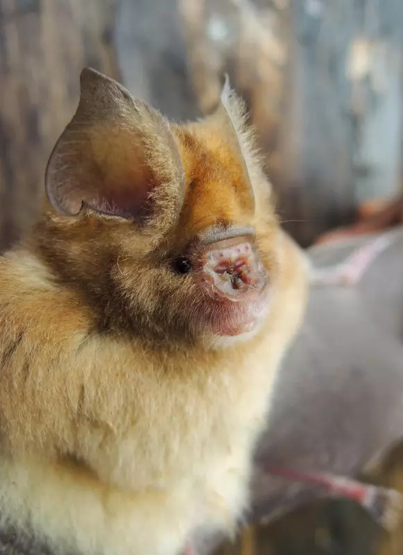 En África, atopou novos tipos de Blind of Bats