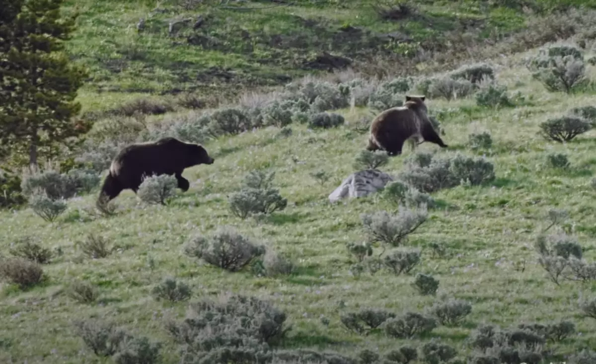 Marathon Grizzly ekufuneni uthando: ividiyo