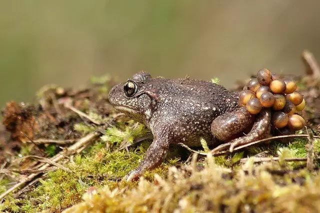 Os machos ranas están brotando na gorxa dos nenos: vídeo