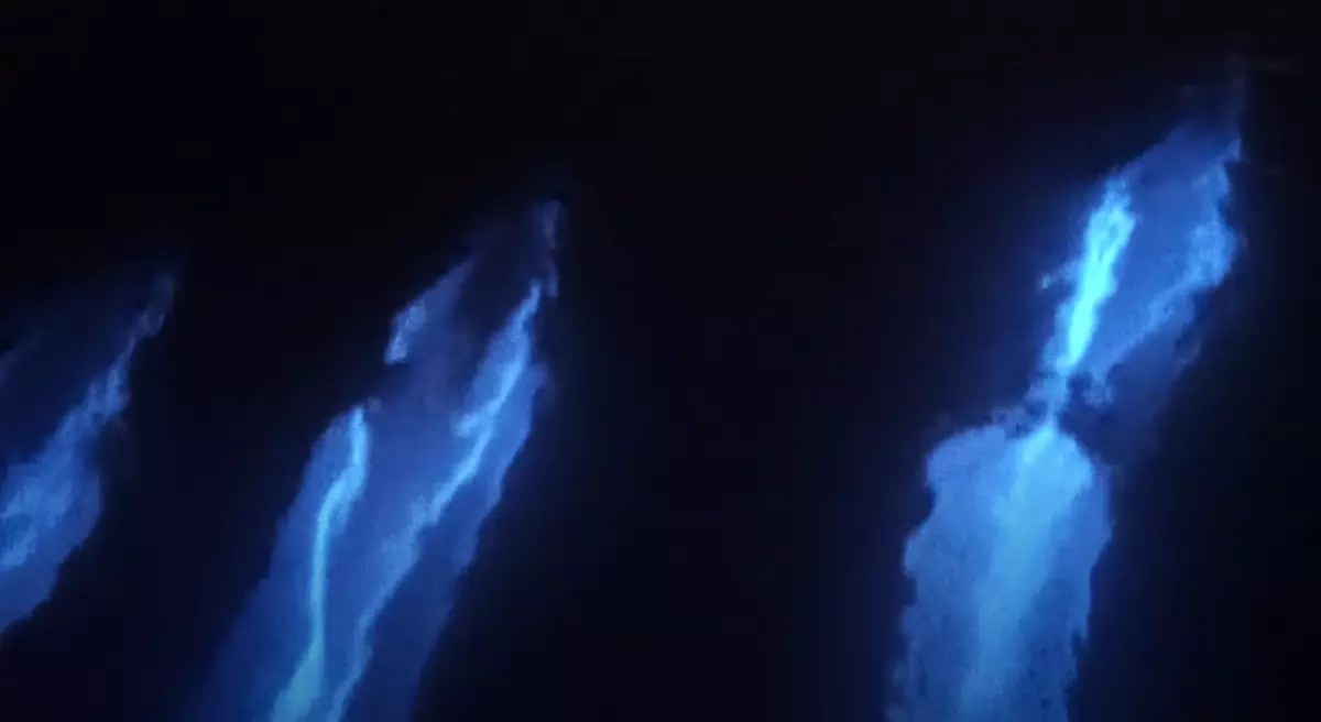 Блескав делфини снимени во водите во Калифорнија: Видео