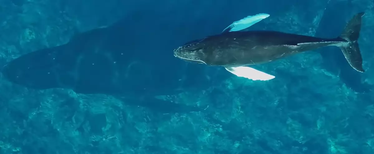 Humpback Whales ushqejnë qumështin e ri: video e rrallë