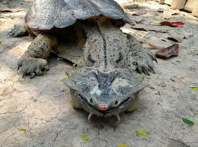 Na světě se nachází nový druh bizarní želvy