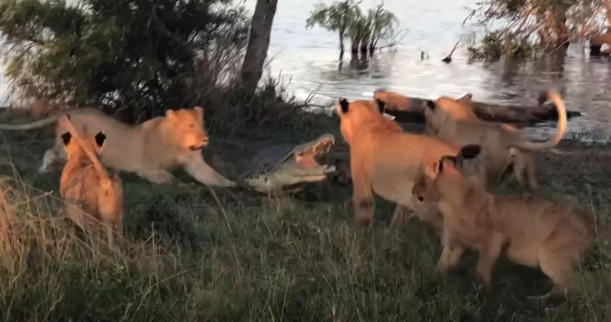 Gilibutan sa buaya, gipakaon gikan sa lima ka leon: video