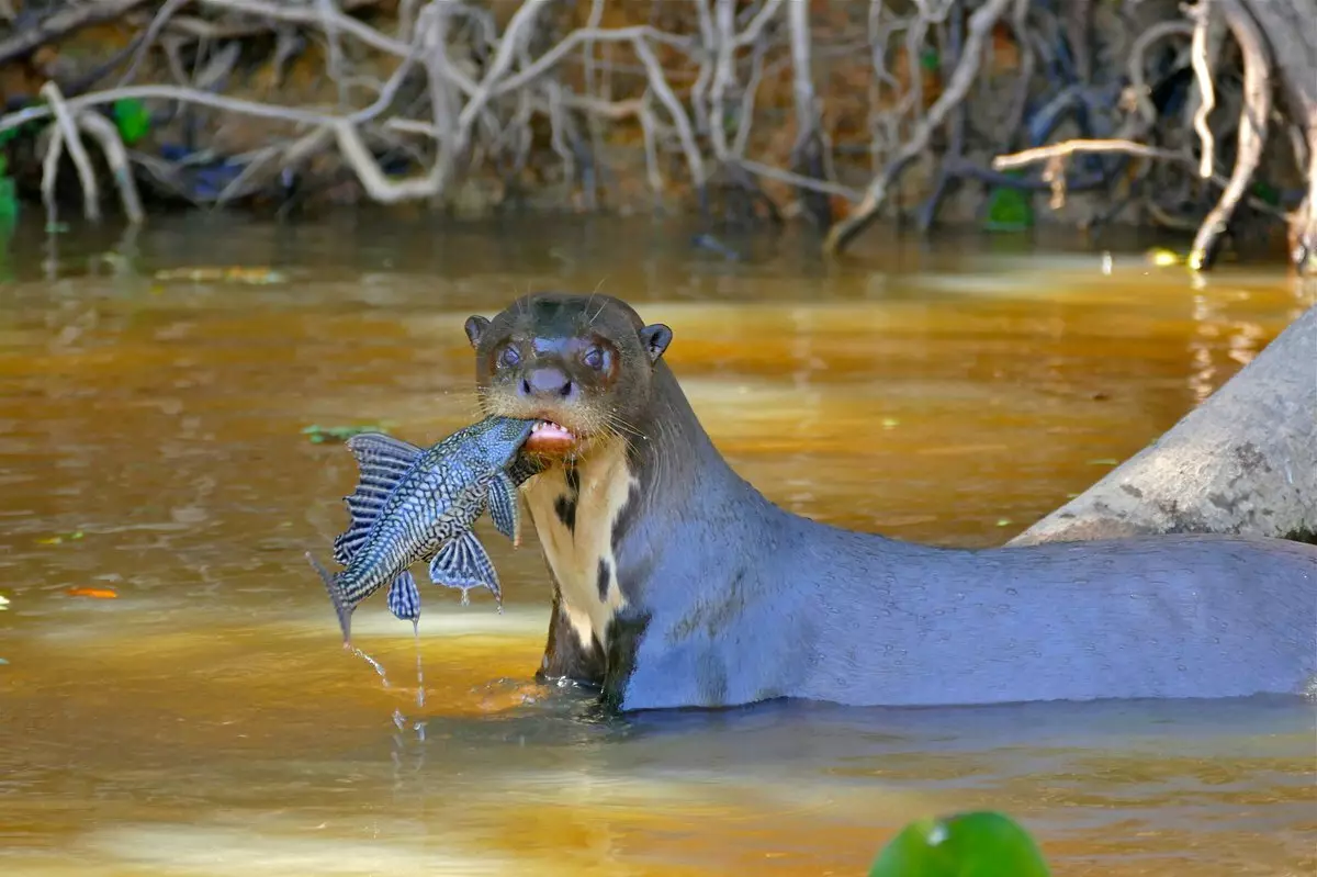 Marsh-Voiced Koral nan Giant Otter: Videyo