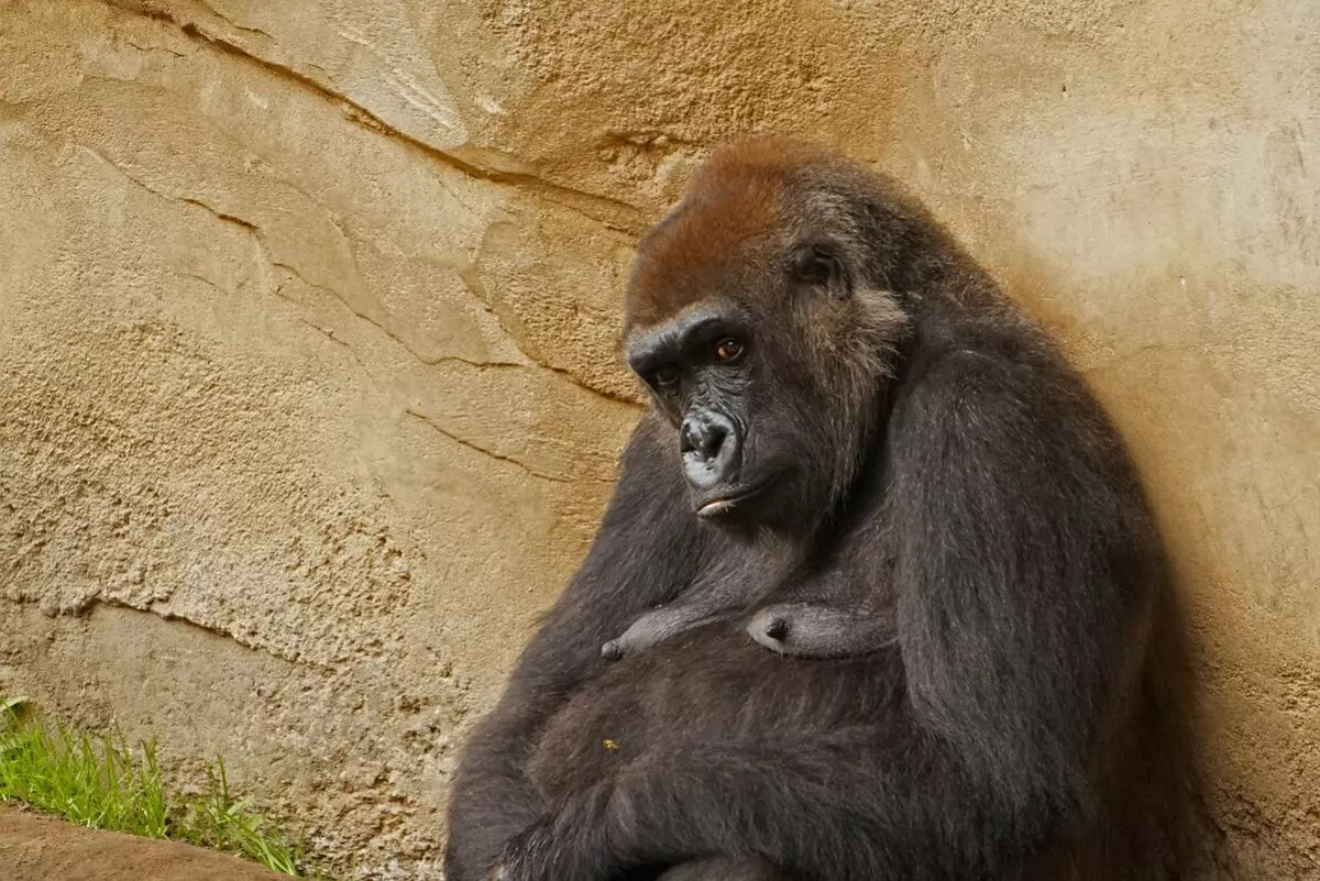 Ka elefan jwenn bwè, oswa sa ki bèt ki pi bon absòbe alkòl