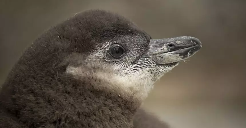 Pinguins leren zwemmen: video aanraken