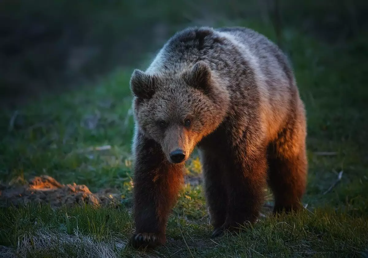 Brown Bear notado no norte de España por primeira vez en 150 anos: Vídeo